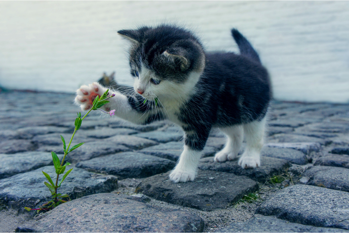 5 Distinct Traits of Animal Reiki - Animal Reiki Training ...